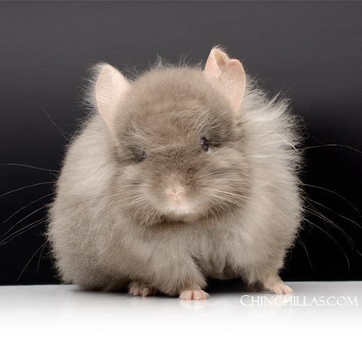 Chinchilla Gene Mutations