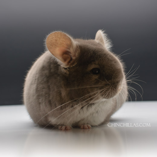 Chinchilla Gene Mutations