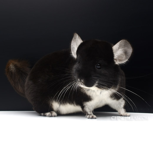 Chinchilla Gene Mutations