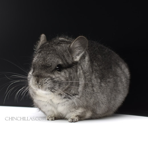 Chinchilla Gene Mutations
