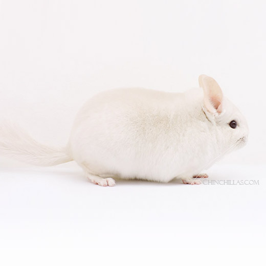 Chinchilla Gene Mutations