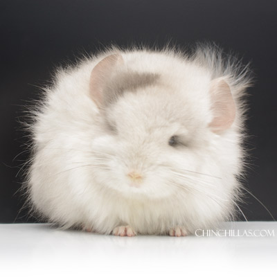 The Royal Persian Angora Chinchilla - Originally Long Furred Type, 1966 ...
