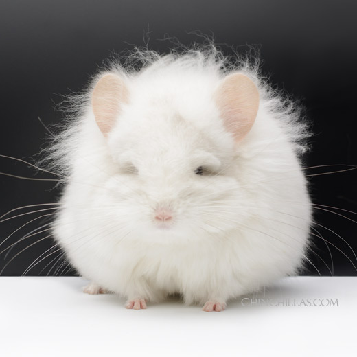 Chinchilla Gene Mutations