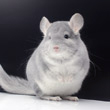 chinchilla pictures images photographs
