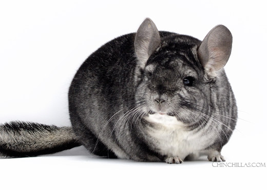 Are Chinchillas Endangered