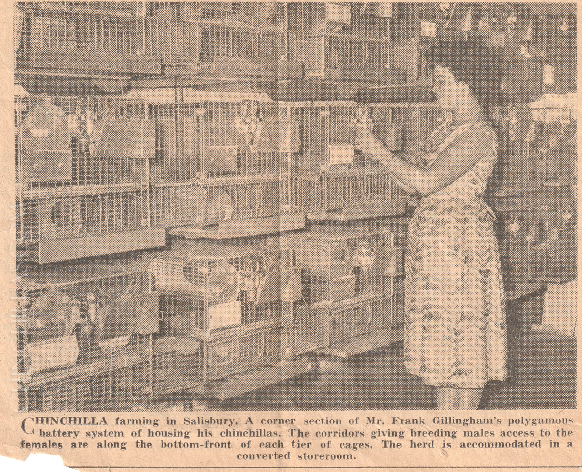 June Gillingham - Chinchilla Farming in Salisbury