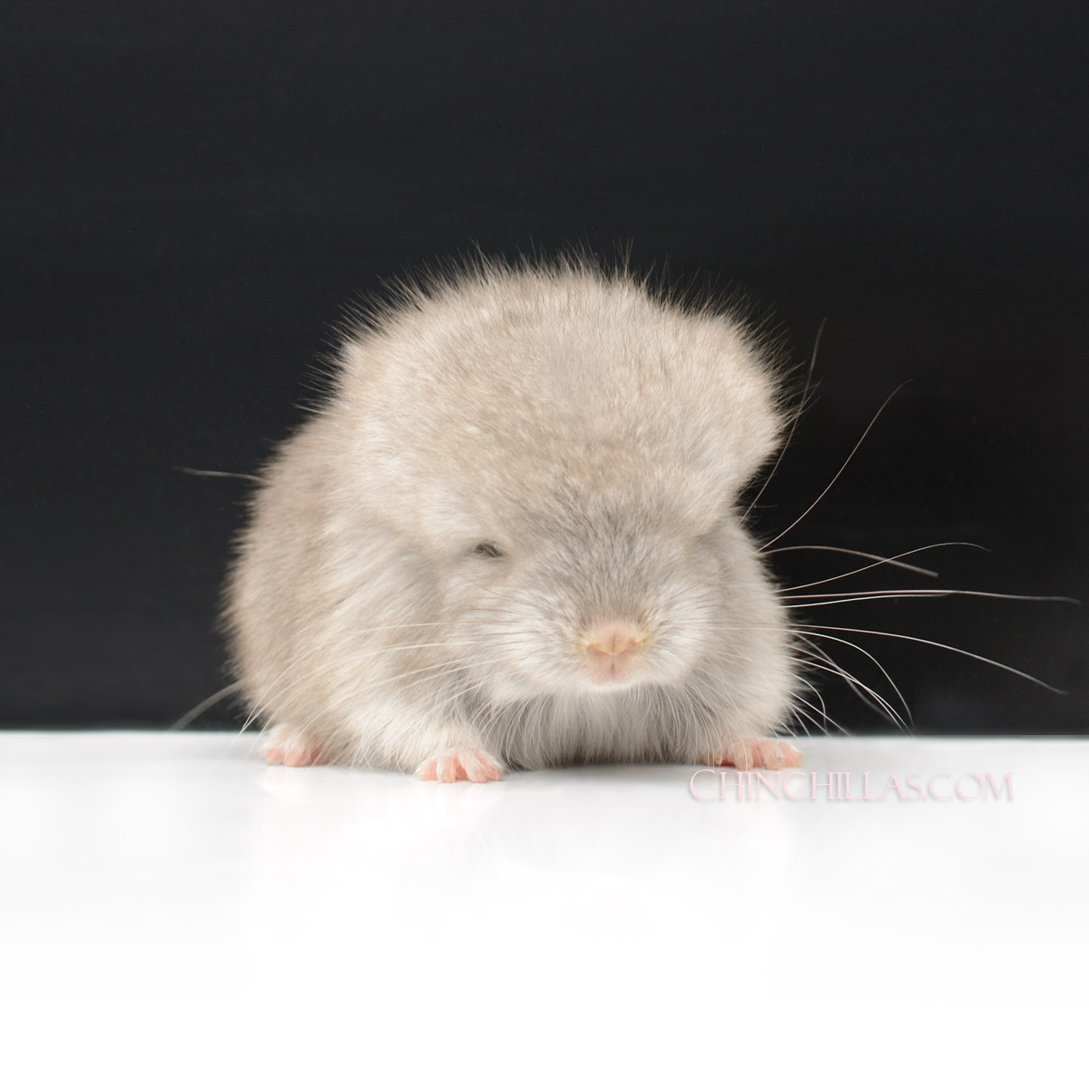 Chinchillas.com